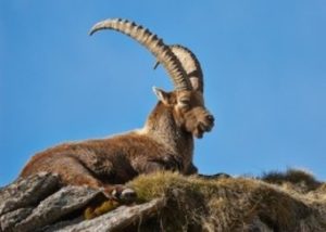 Big Game – Hunting in Austria with Jagd Stiedl